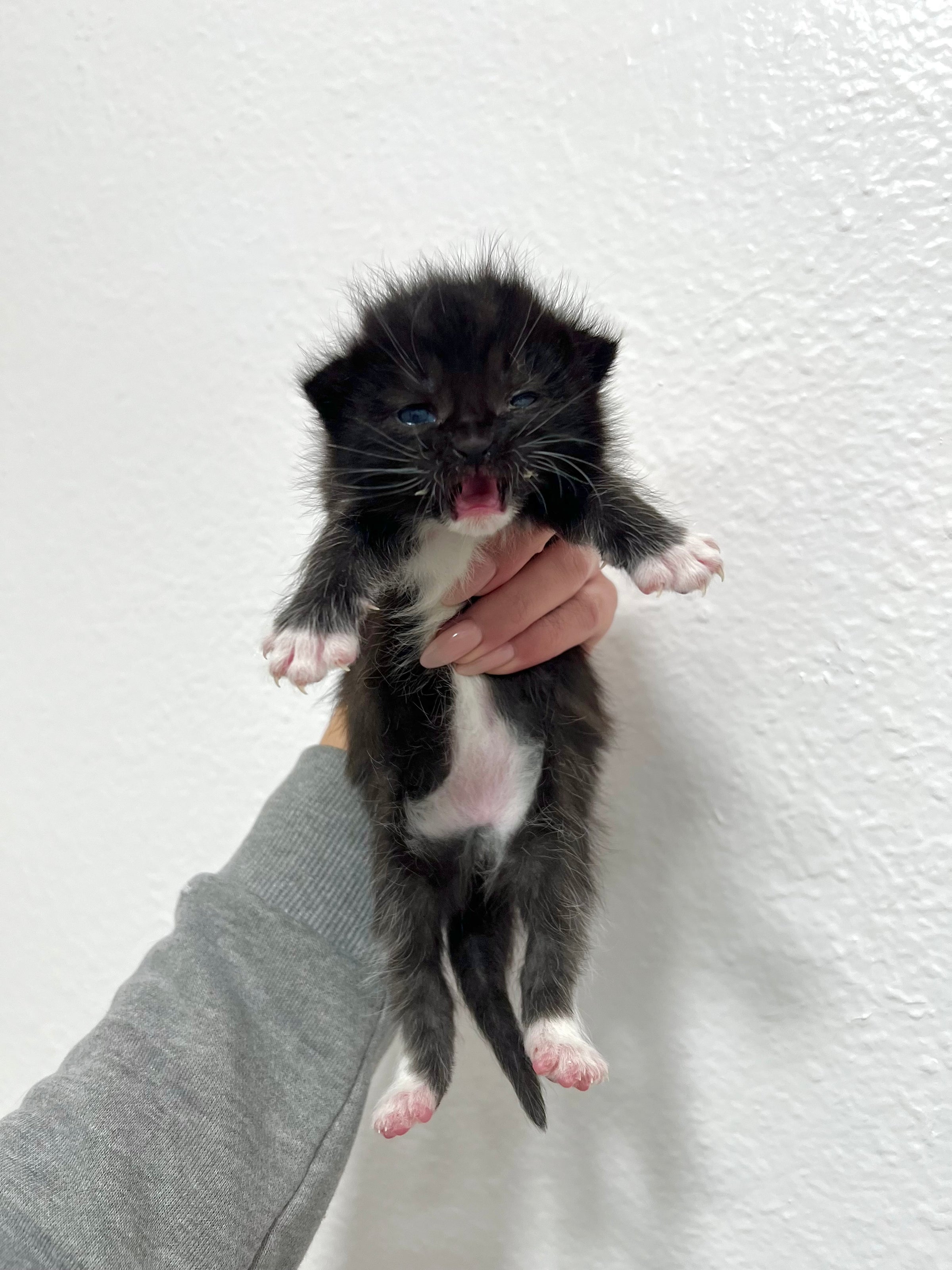 Rory To The Rescue - Los Angeles Based Non Profit Kitten Rescue