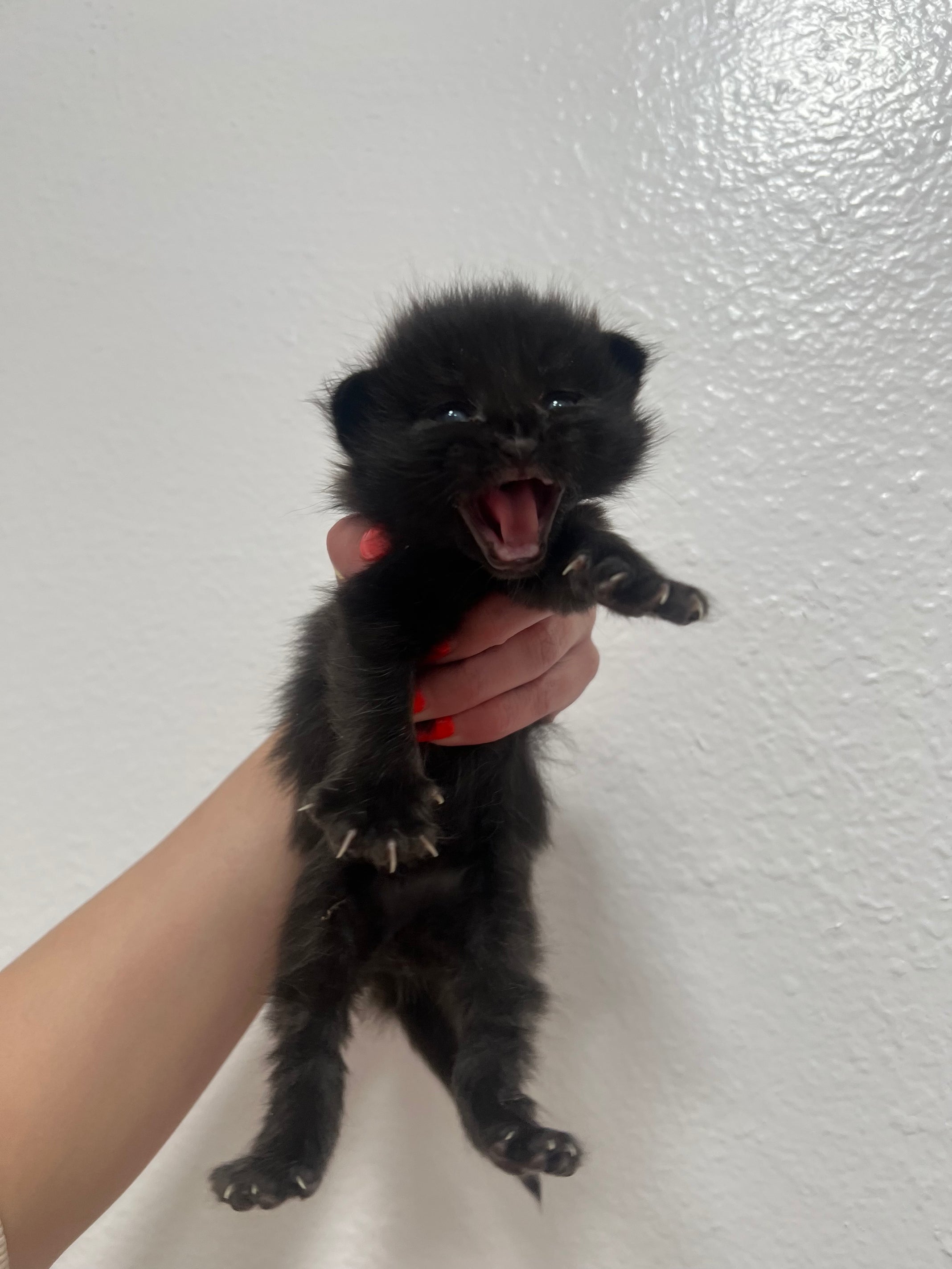 Rory To The Rescue - Los Angeles Based Non Profit Kitten Rescue